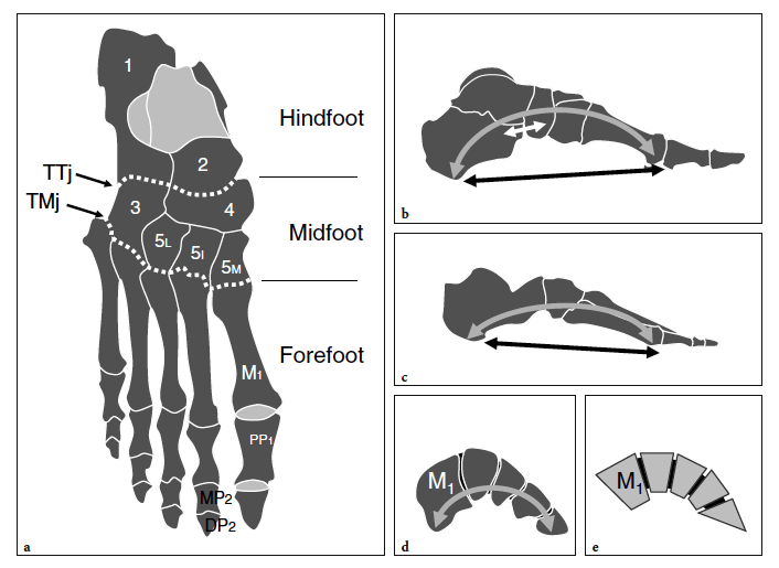 4. Soft Tissues: Dorsal Foot